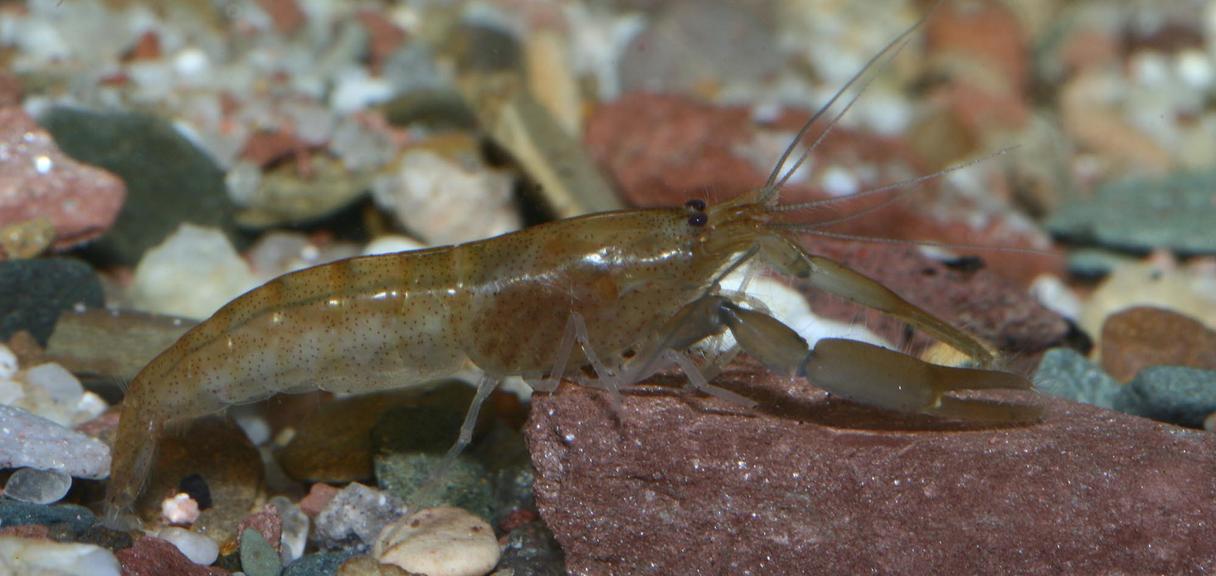 Arthropod evolution | Oxford University Museum of Natural History