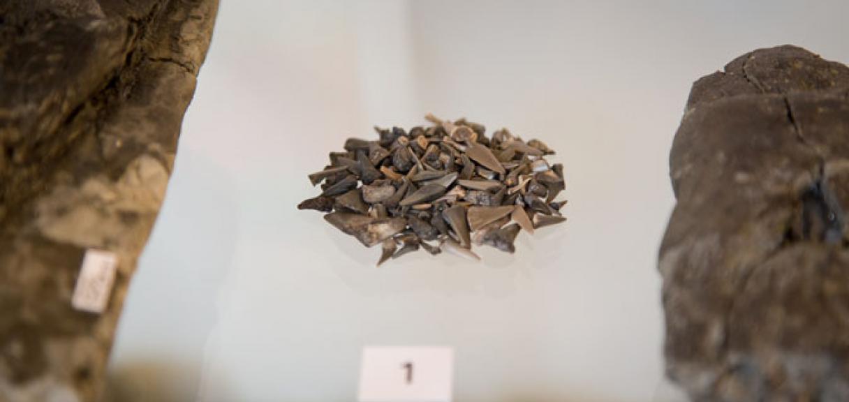 Fossils from the Gault Clay | Oxford University Museum of Natural History