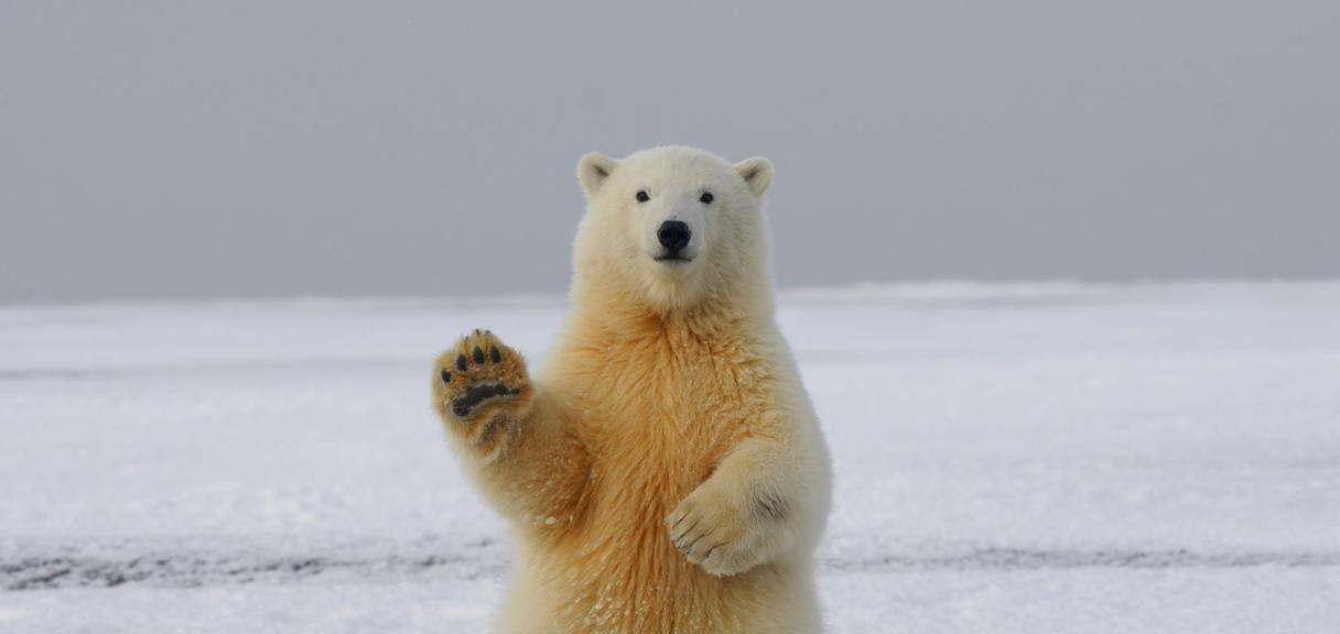 Polar Bear Den | Oxford University Museum of Natural History