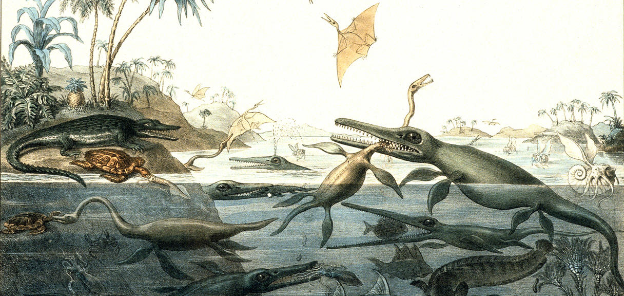 Mary Anning's Ichthyosaur | Oxford University Museum of Natural History