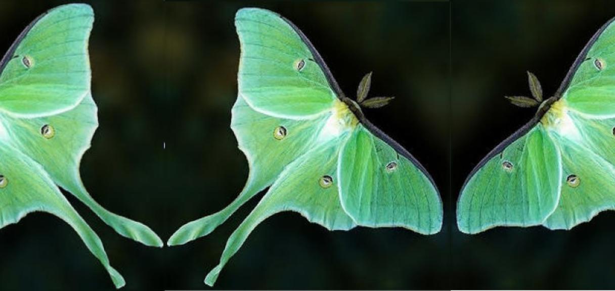 Moth Mask | Oxford University Museum of Natural History