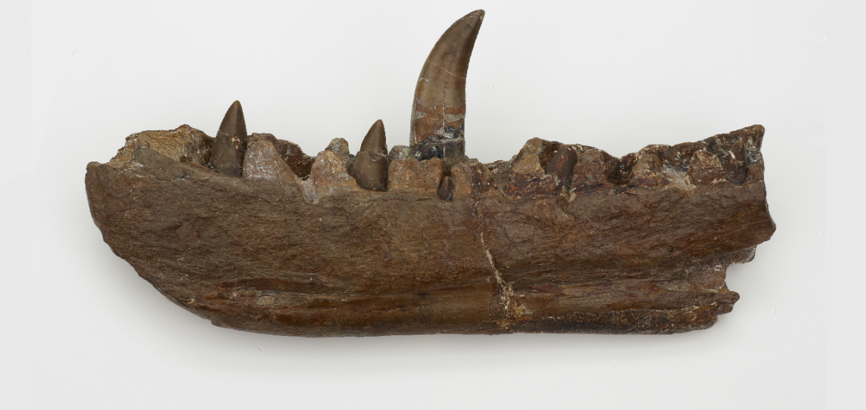 megalosaurus en | Oxford University Museum of Natural History