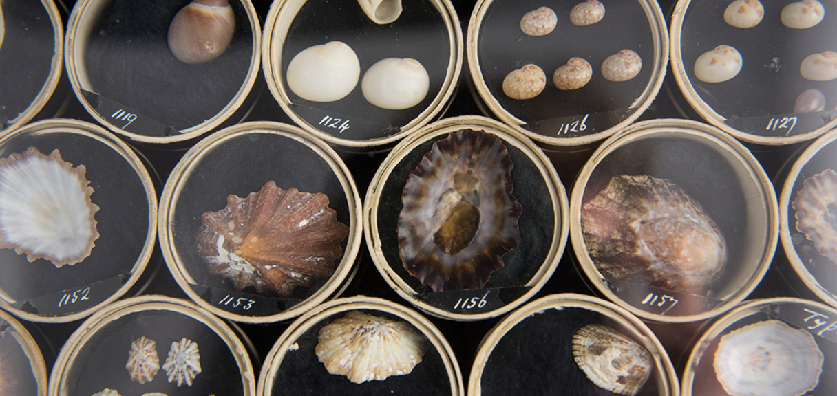 Molluscs | Oxford University Museum of Natural History