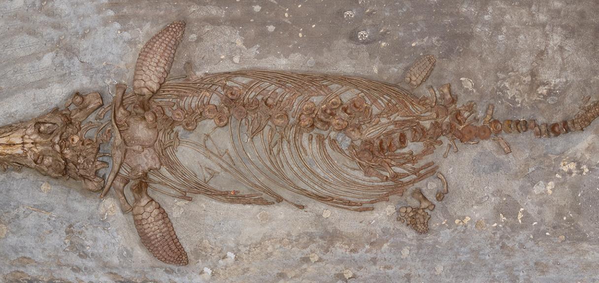 Palaeontology | Oxford University Museum of Natural History