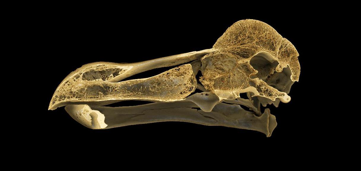 Who shot the Dodo? | Oxford University Museum of Natural History