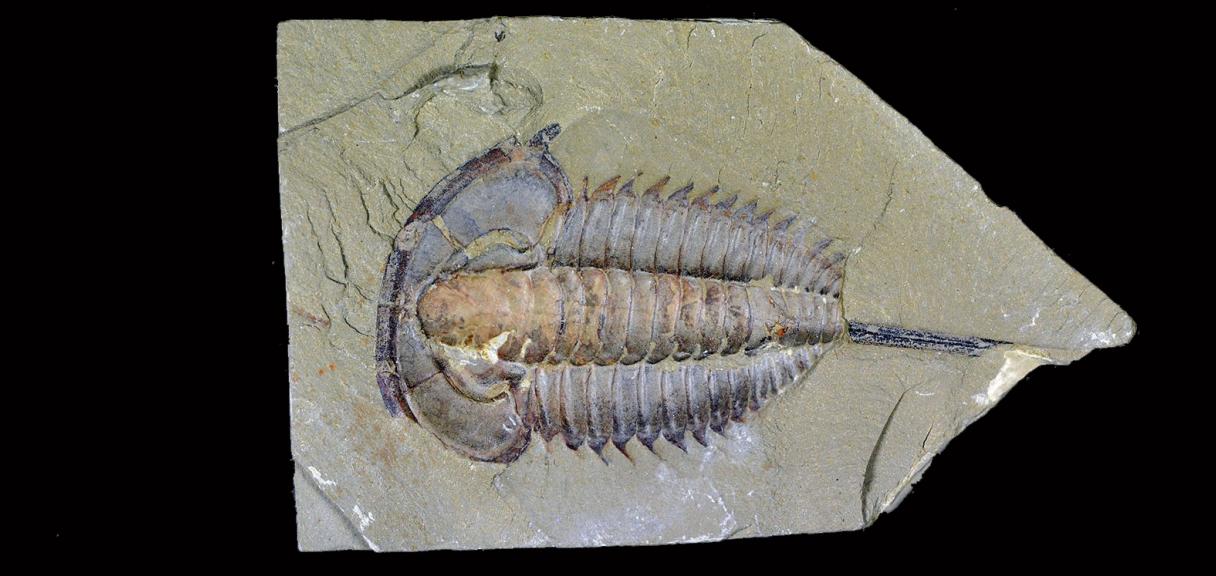 Animal origins | Oxford University Museum of Natural History