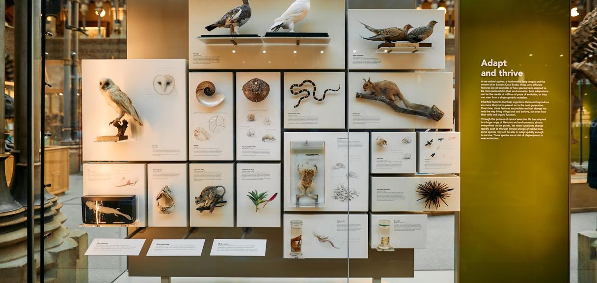 Evolution | Oxford University Museum of Natural History