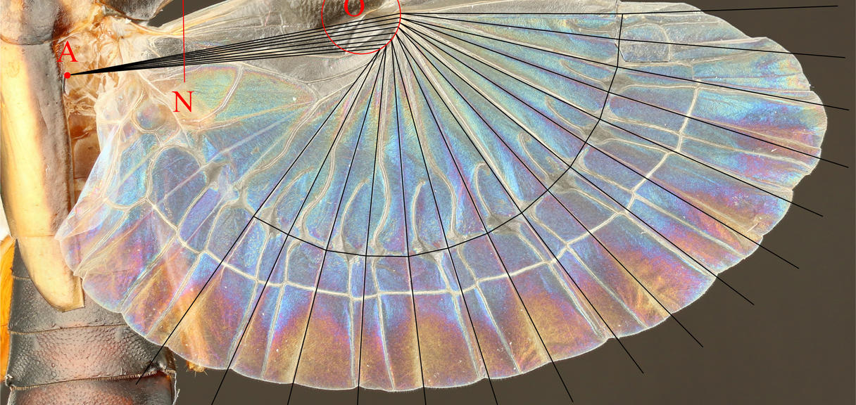 Design of insect-inspired fans offers wide-ranging applications ...