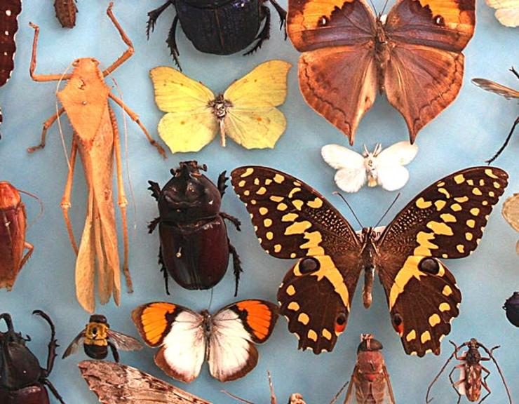 Incredible Insects | Oxford University Museum of Natural History