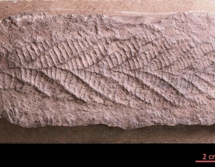 Brasier Collection | Oxford University Museum of Natural History