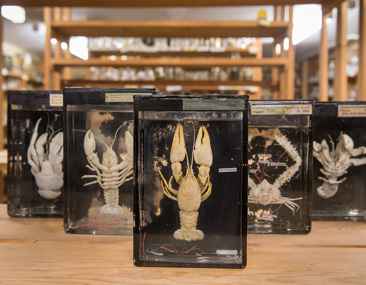 Crustaceans | Oxford University Museum of Natural History