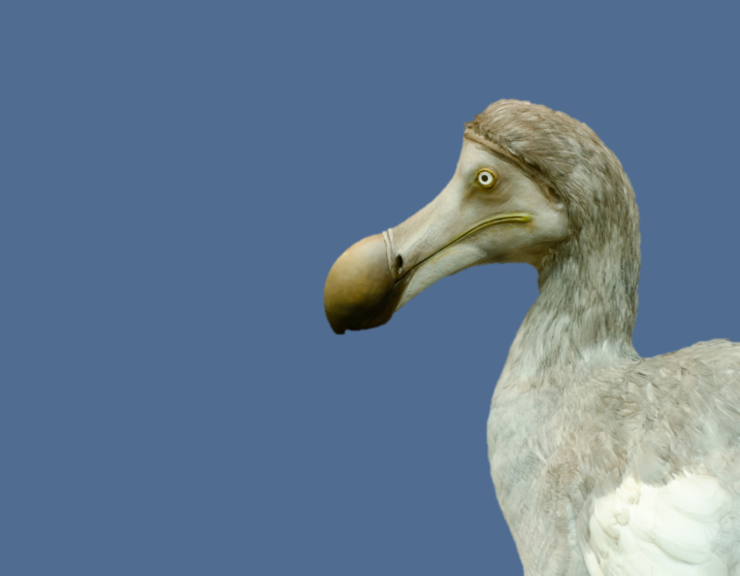 The Oxford Dodo | Oxford University Museum of Natural History