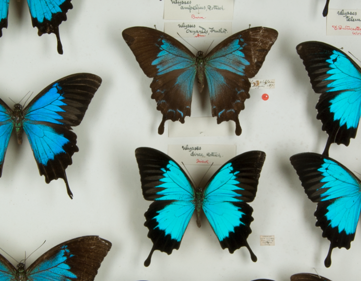 Alfred Russel Wallace | Oxford University Museum of Natural History