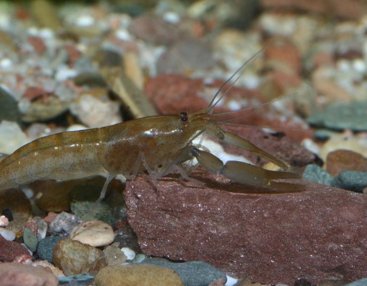 Arthropod evolution | Oxford University Museum of Natural History