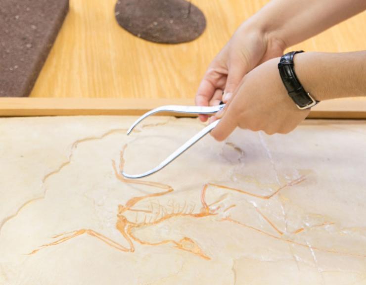 Natural History Investigators | Oxford University Museum of Natural History