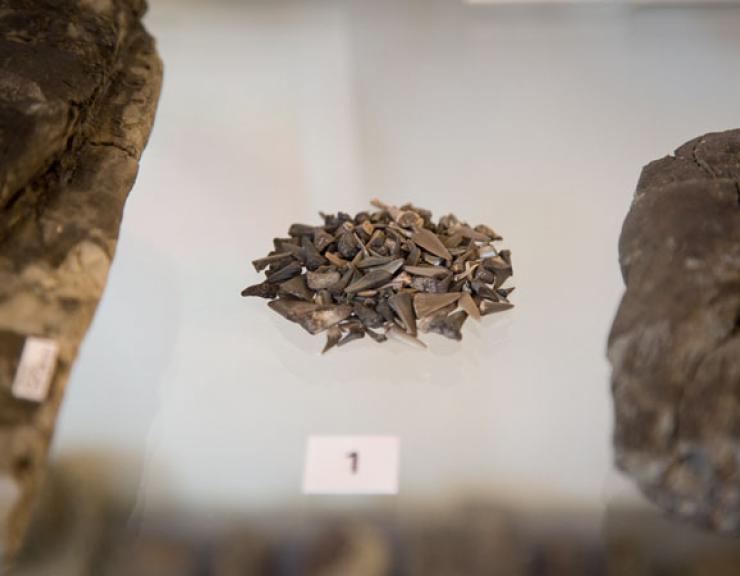 Fossils from the Gault Clay | Oxford University Museum of Natural History