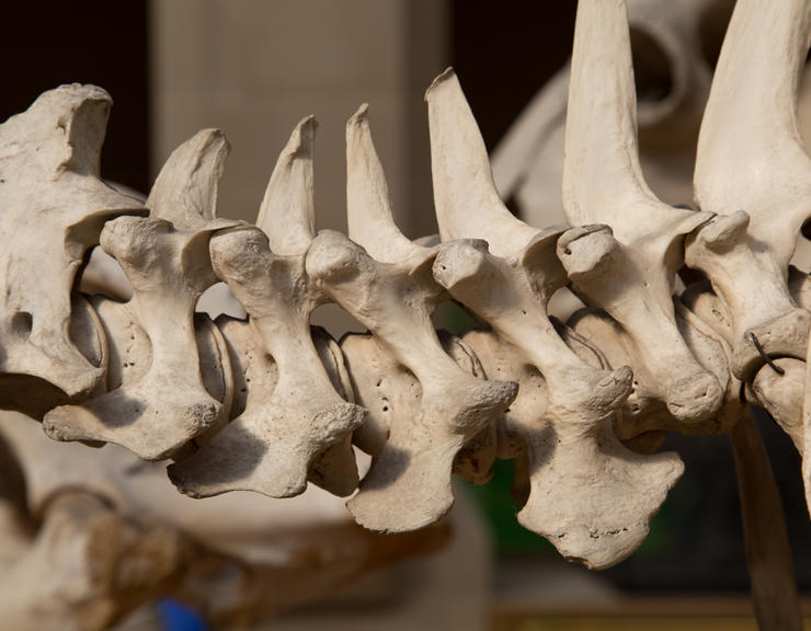 Vertebrates | Oxford University Museum of Natural History