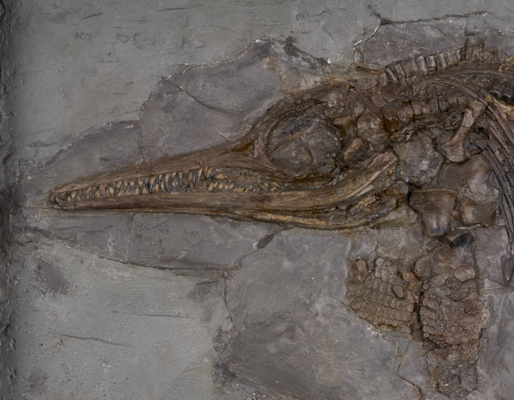 Mary Anning's Ichthyosaur en | Oxford University Museum of Natural History