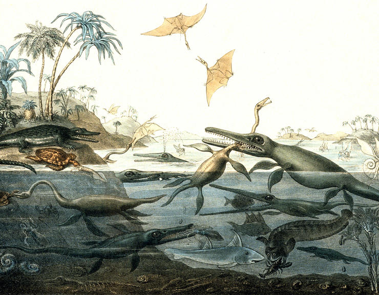 Mary Anning's Ichthyosaur | Oxford University Museum of Natural History