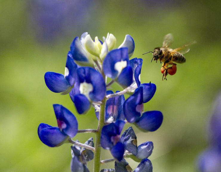 British Bee Diversity | Oxford University Museum of Natural History