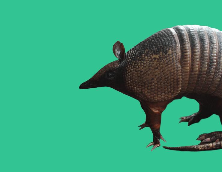 A Little Look at... Armoured Animals | Oxford University Museum of ...