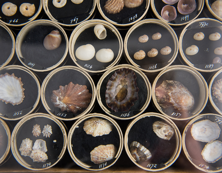Molluscs | Oxford University Museum of Natural History