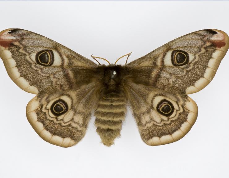 Moth Hotel | Oxford University Museum of Natural History