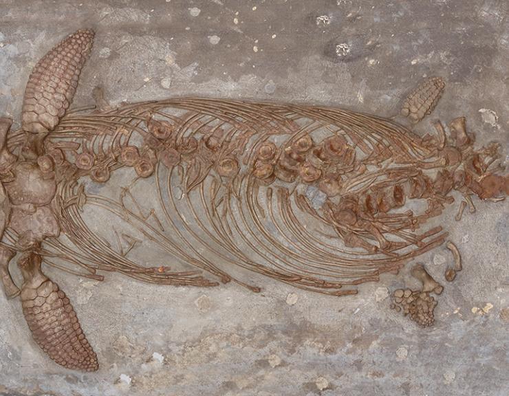 Palaeontology | Oxford University Museum of Natural History