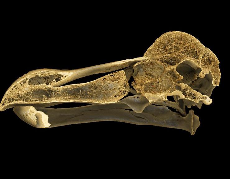 Who shot the Dodo? | Oxford University Museum of Natural History