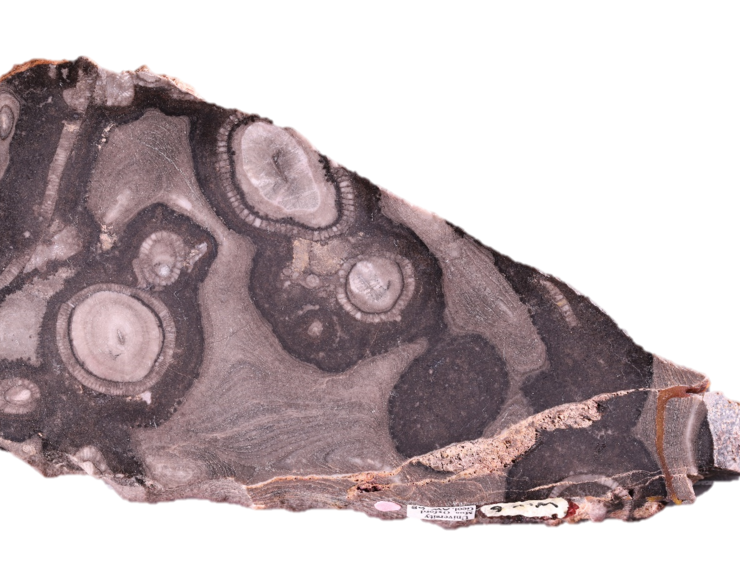 Archaeocyathids | Oxford University Museum of Natural History