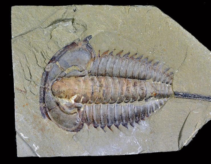 Animal origins | Oxford University Museum of Natural History