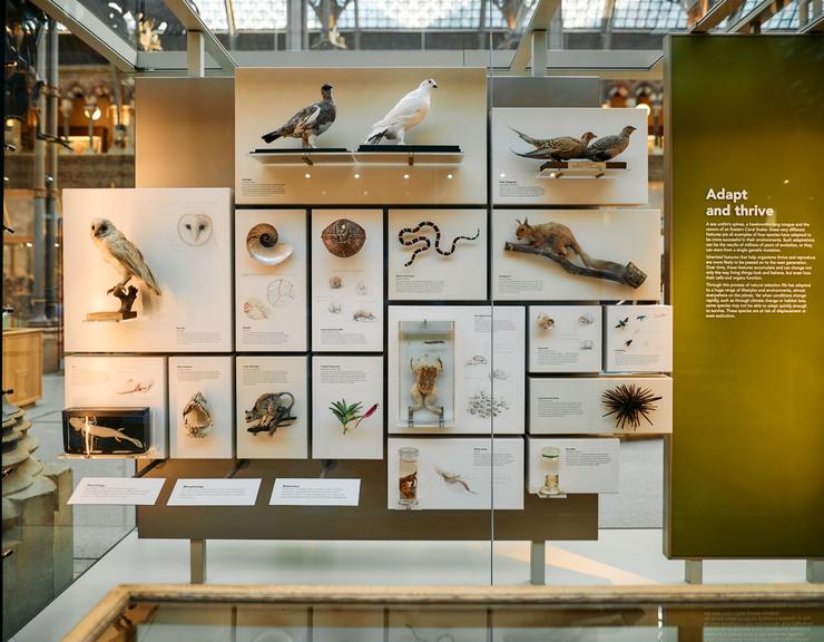 Evolution | Oxford University Museum of Natural History