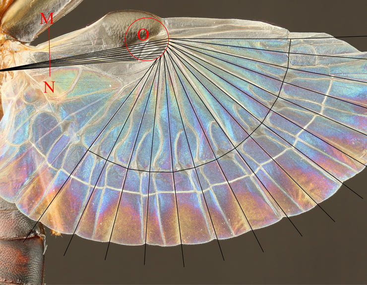 Design of insect-inspired fans offers wide-ranging applications ...