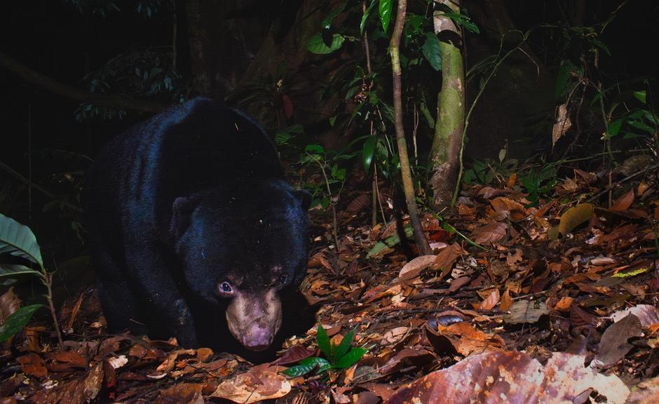 The Mammals of Borneo | Oxford University Museum of Natural History