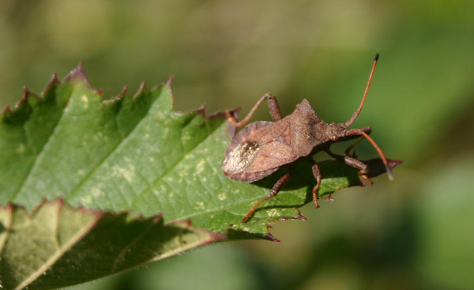 5th Leg - A Game of Life Cycles | Oxford University Museum of Natural ...