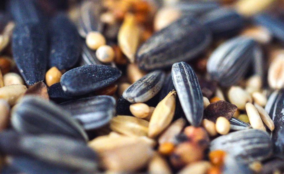 Seeds of Change | Oxford University Museum of Natural History