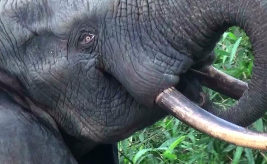 Elephants, Biodiversity and Climate Change | Oxford University Museum ...