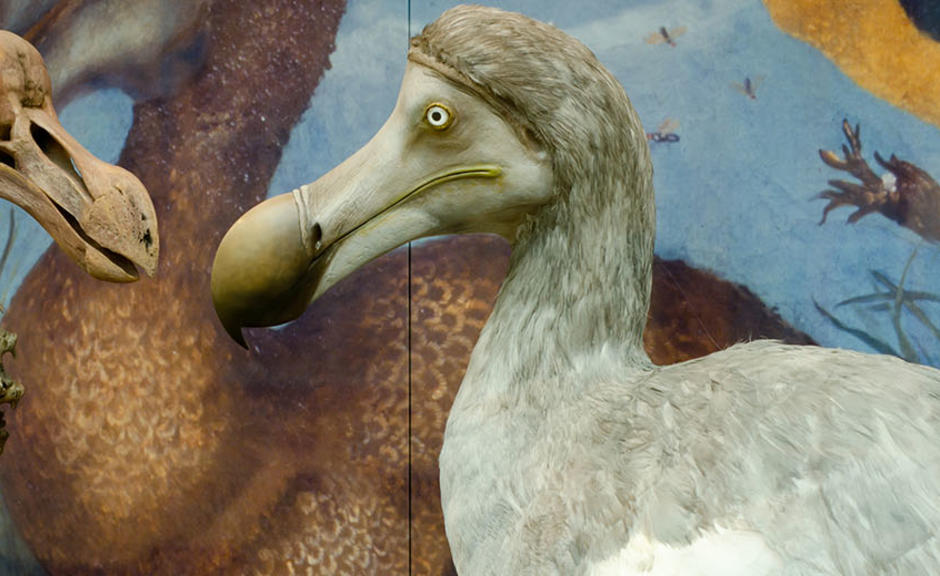 Dead as a Dodo: The Haunted Heritage of Extinction’ | Oxford University ...