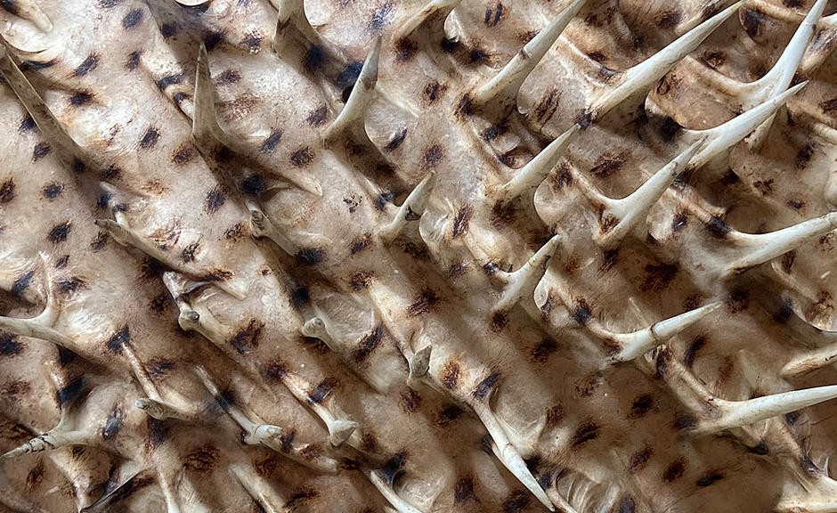 A Little Look At... Armoured Animals | Oxford University Museum of ...