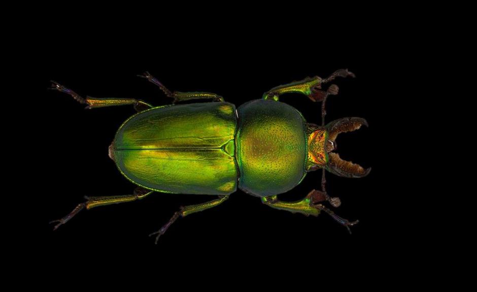 Insects | Oxford University Museum of Natural History