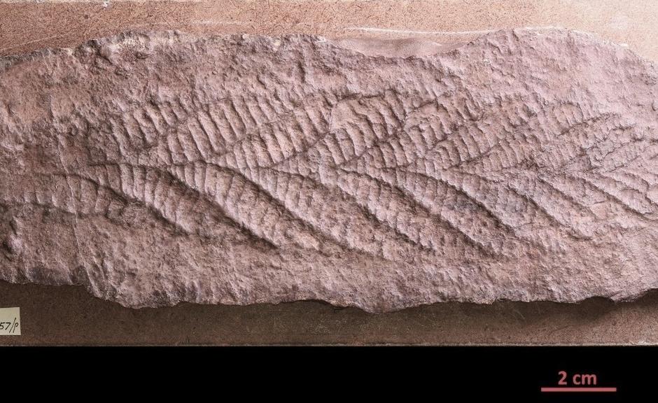 Brasier Collection | Oxford University Museum of Natural History