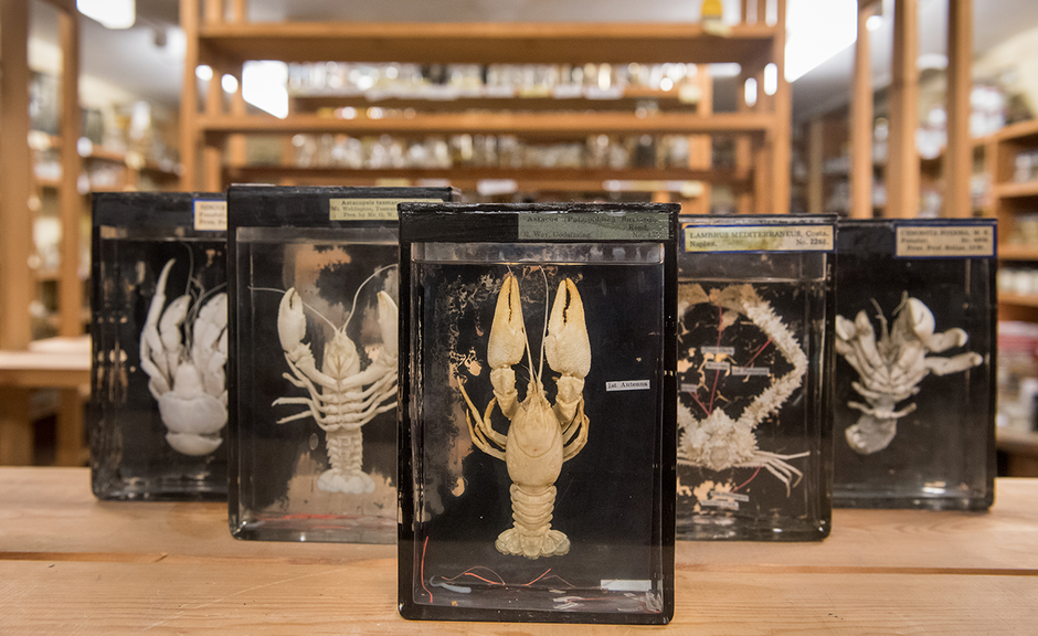 Crustaceans | Oxford University Museum of Natural History