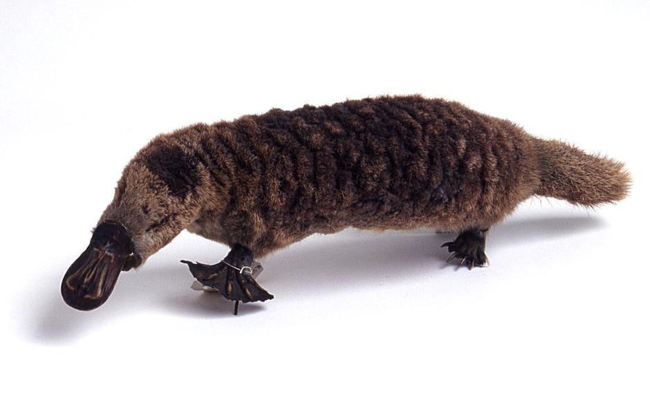 Hatching Platypus Craft | Oxford University Museum of Natural History