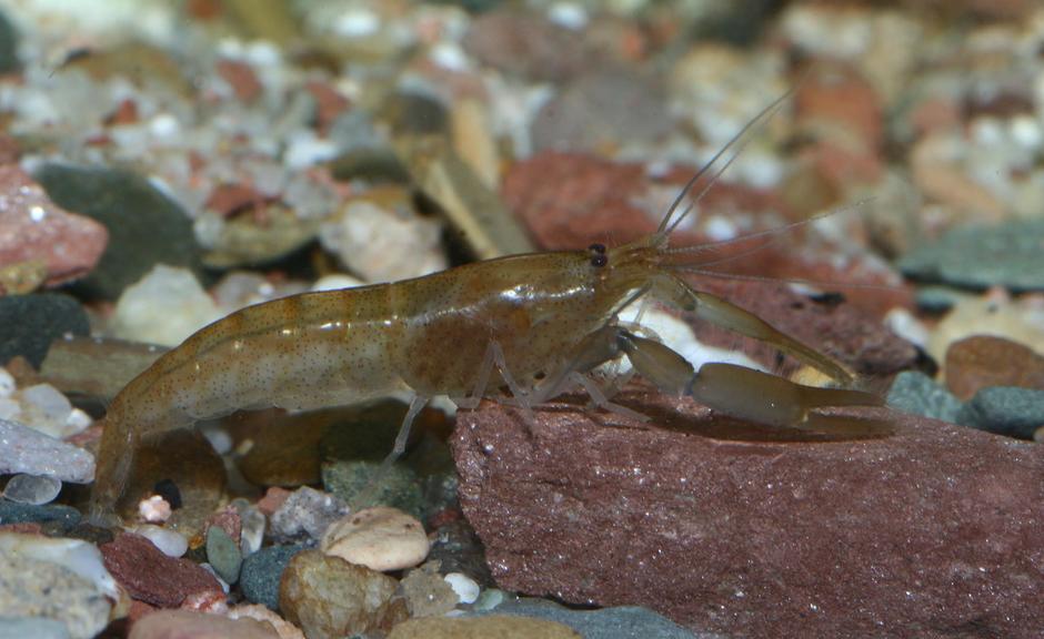Arthropod evolution | Oxford University Museum of Natural History