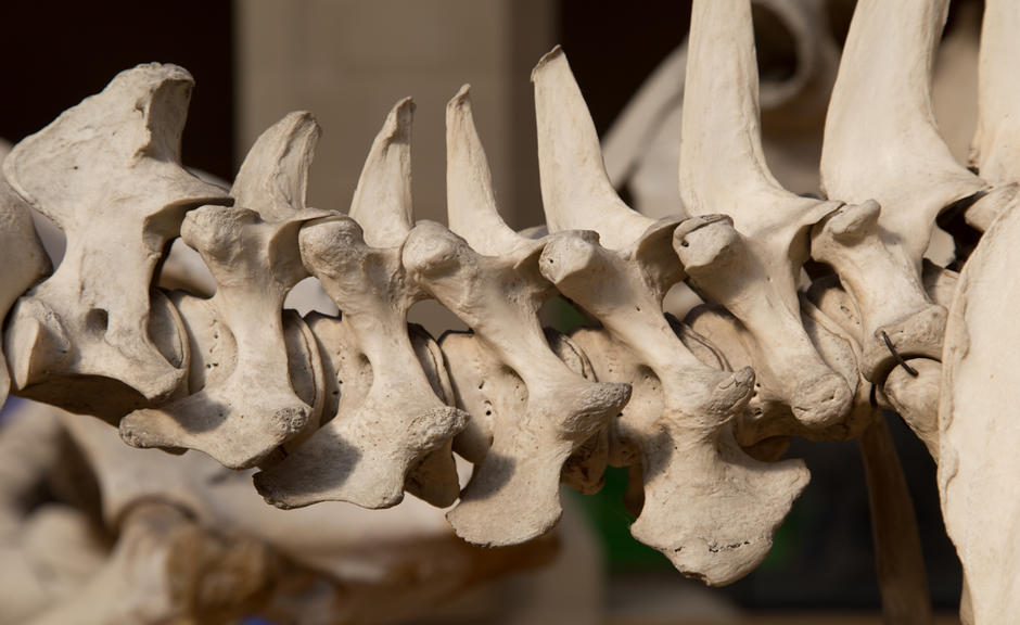 Vertebrates | Oxford University Museum of Natural History