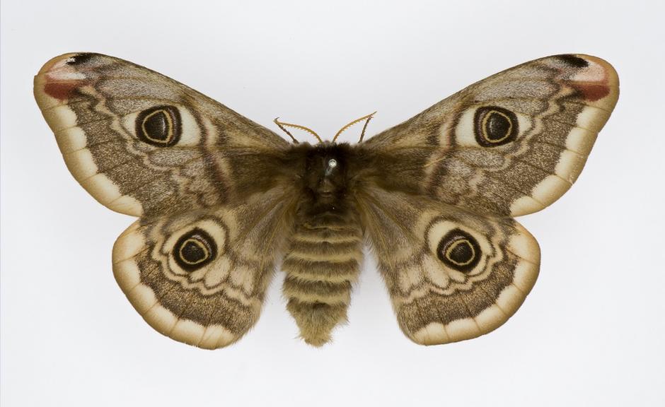 Moth Hotel | Oxford University Museum of Natural History