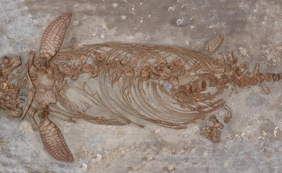 Palaeontology | Oxford University Museum of Natural History