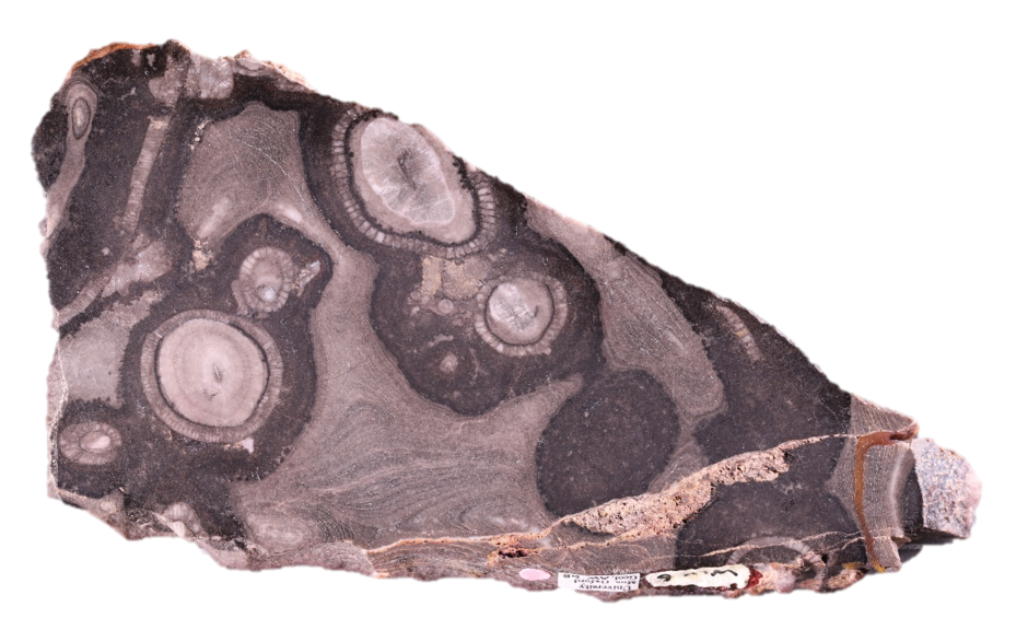 Archaeocyathids | Oxford University Museum of Natural History