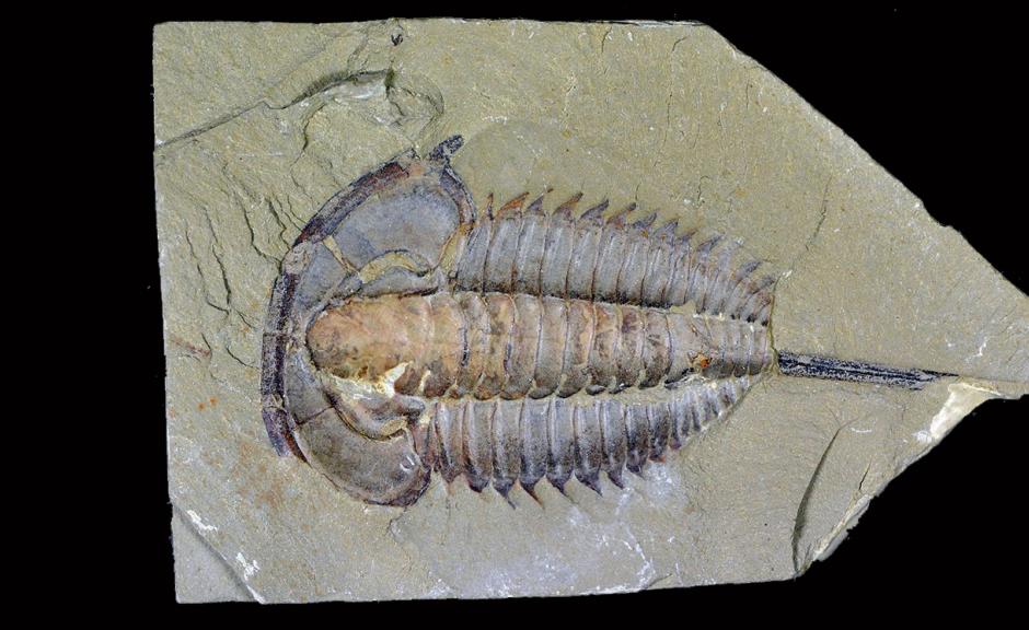 Animal origins | Oxford University Museum of Natural History