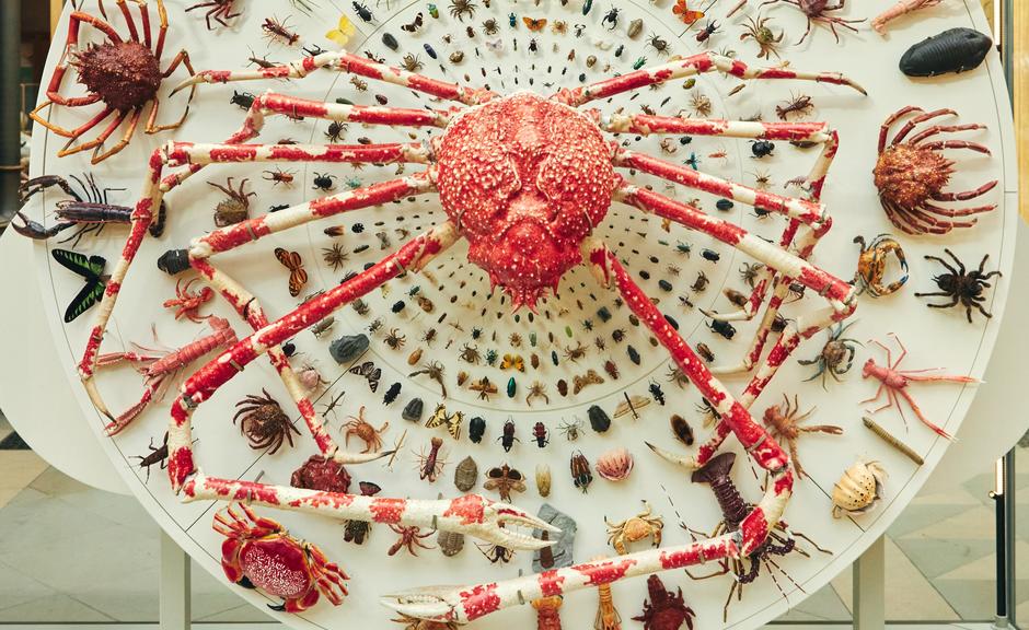 Biodiversity | Oxford University Museum of Natural History